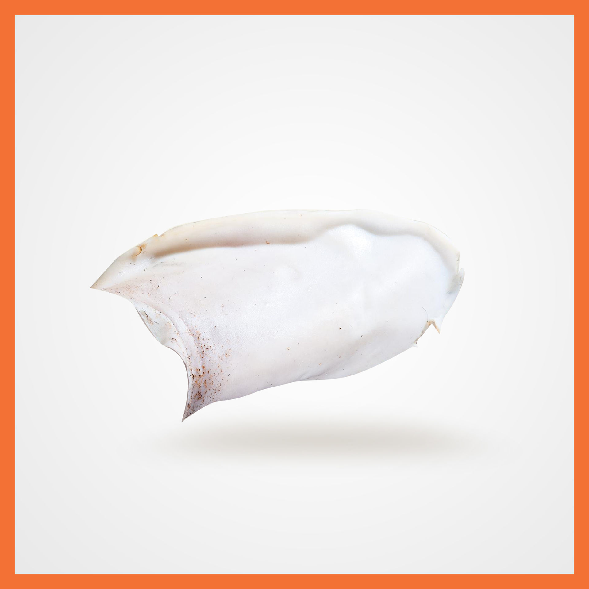 Cow Ears | Samis Northampton